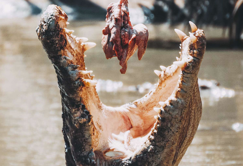 Gator Jumping - Florida Seminole Tourism
