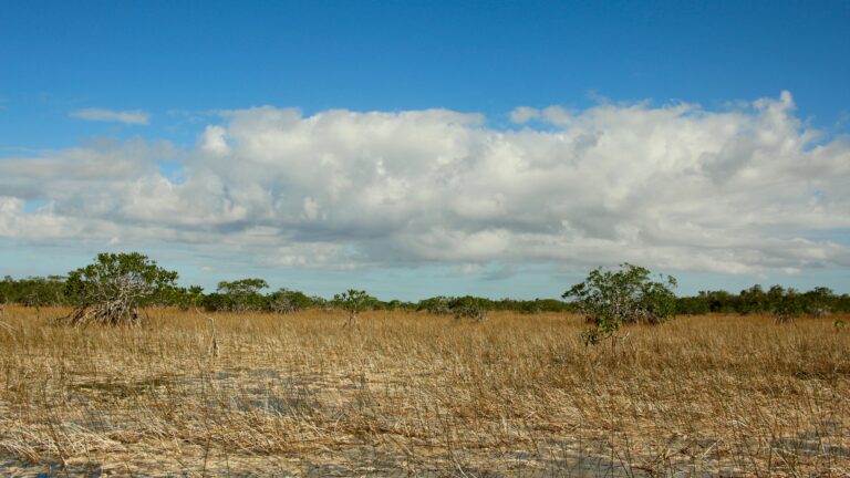 Biodiversity in the Florida Everglades - Florida Seminole Tourism