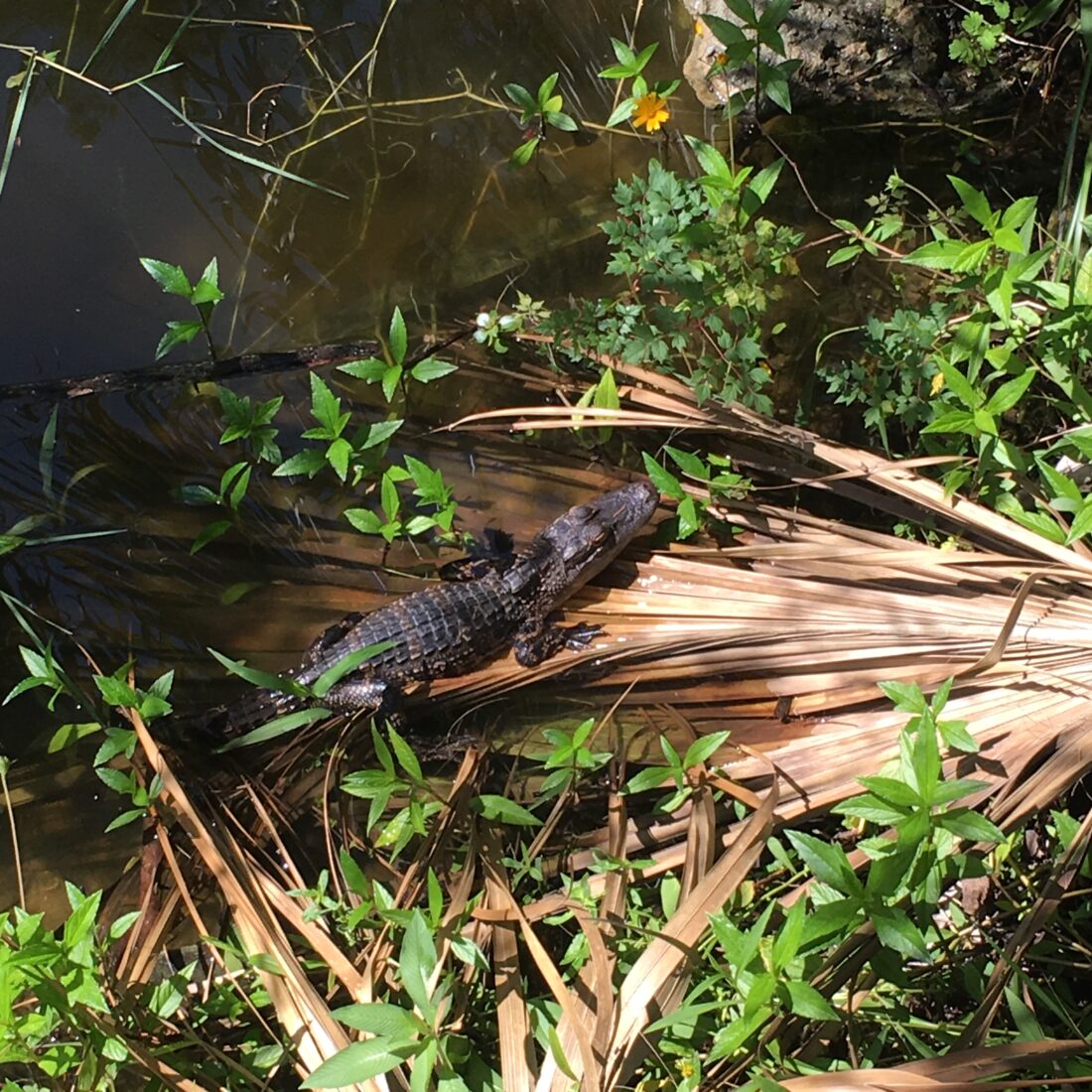 Biodiversity in the Florida Everglades - Florida Seminole Tourism