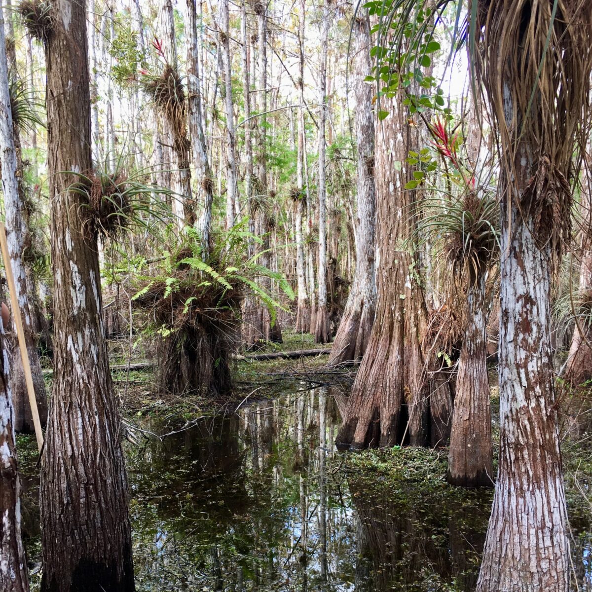 FALL into the Everglades! - Florida Seminole Tourism