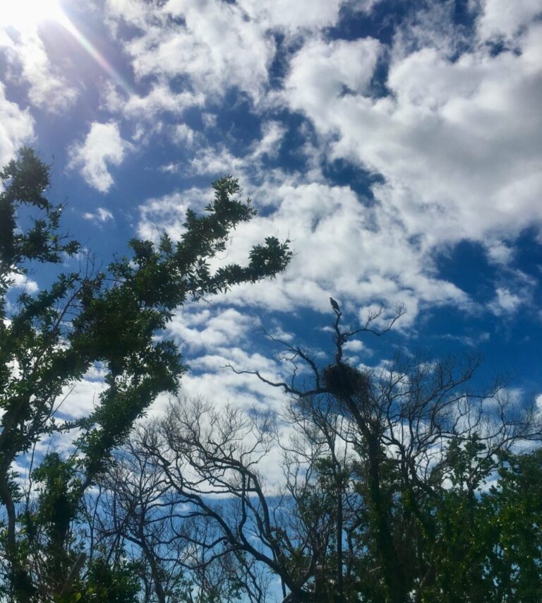 Top 5 Things to Do This Winter in the Everglades - Florida Seminole Tourism