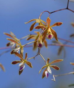 Spot These 10 Plants of the Everglades! - Florida Seminole Tourism