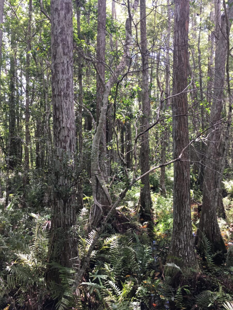 Spot These 10 Plants of the Everglades! - Florida Seminole Tourism