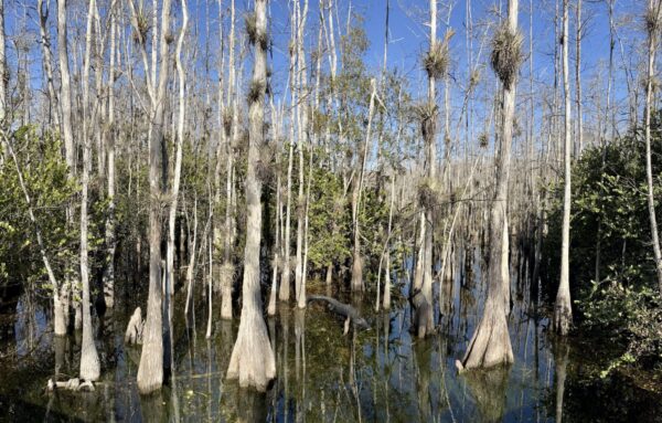 Spot These 10 Plants of the Everglades! - Florida Seminole Tourism