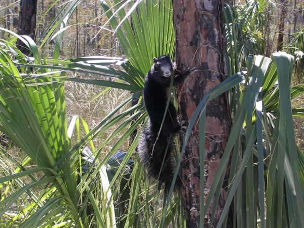 Critter Count: Fauna of Big Cypress National Preserve - Florida ...