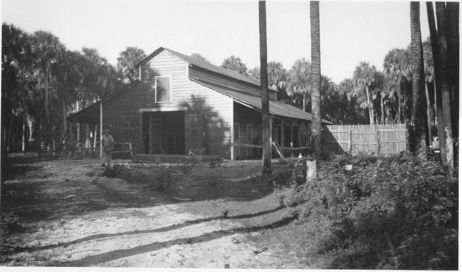 The Legacy of Red Barn and Seminole Cattle - Florida Seminole Tourism