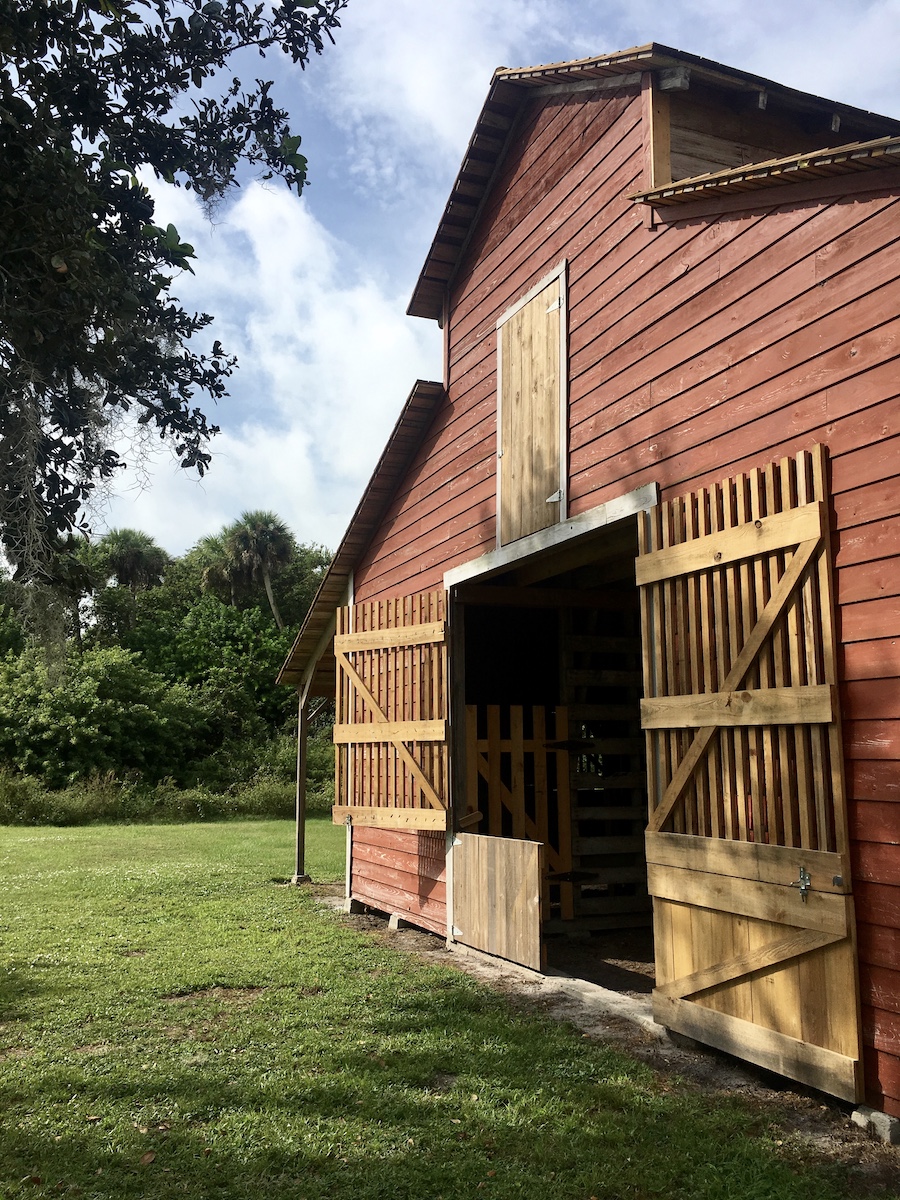 The Legacy of Red Barn and Seminole Cattle - Florida Seminole Tourism
